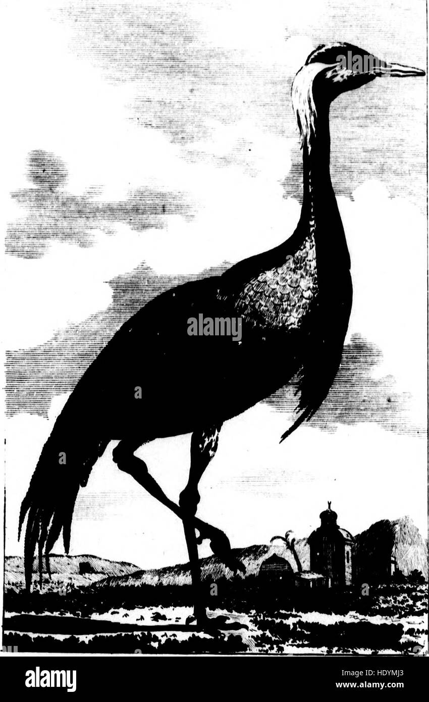 Birds of buffon hi-res stock photography and images - Alamy