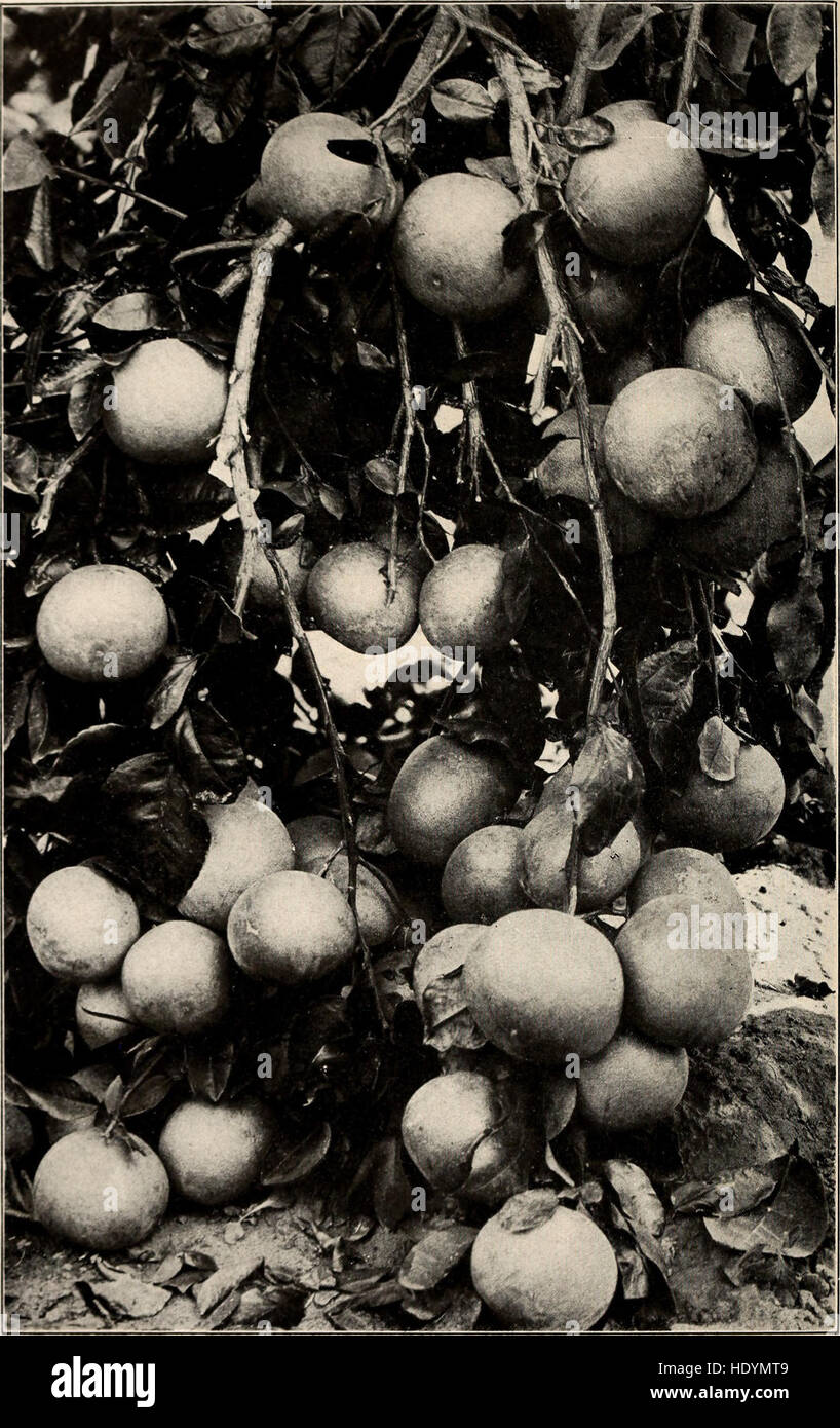 The 1916 'Book of Texas' provides a detailed overview of Texas' history ...