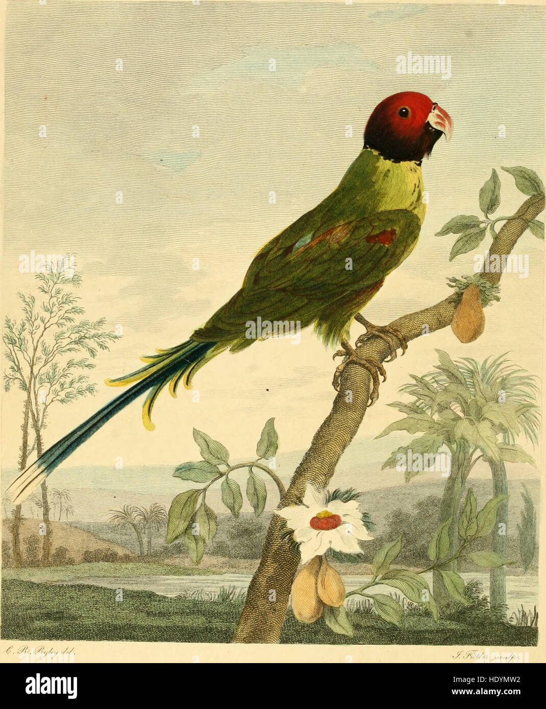 Leveriani hi-res stock photography and images - Alamy