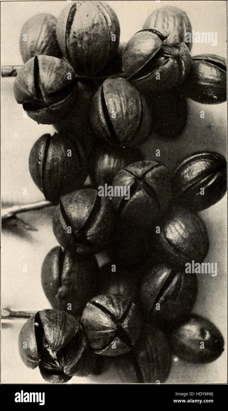 *Book of Texas* (1916) offers a comprehensive guide to the history ...