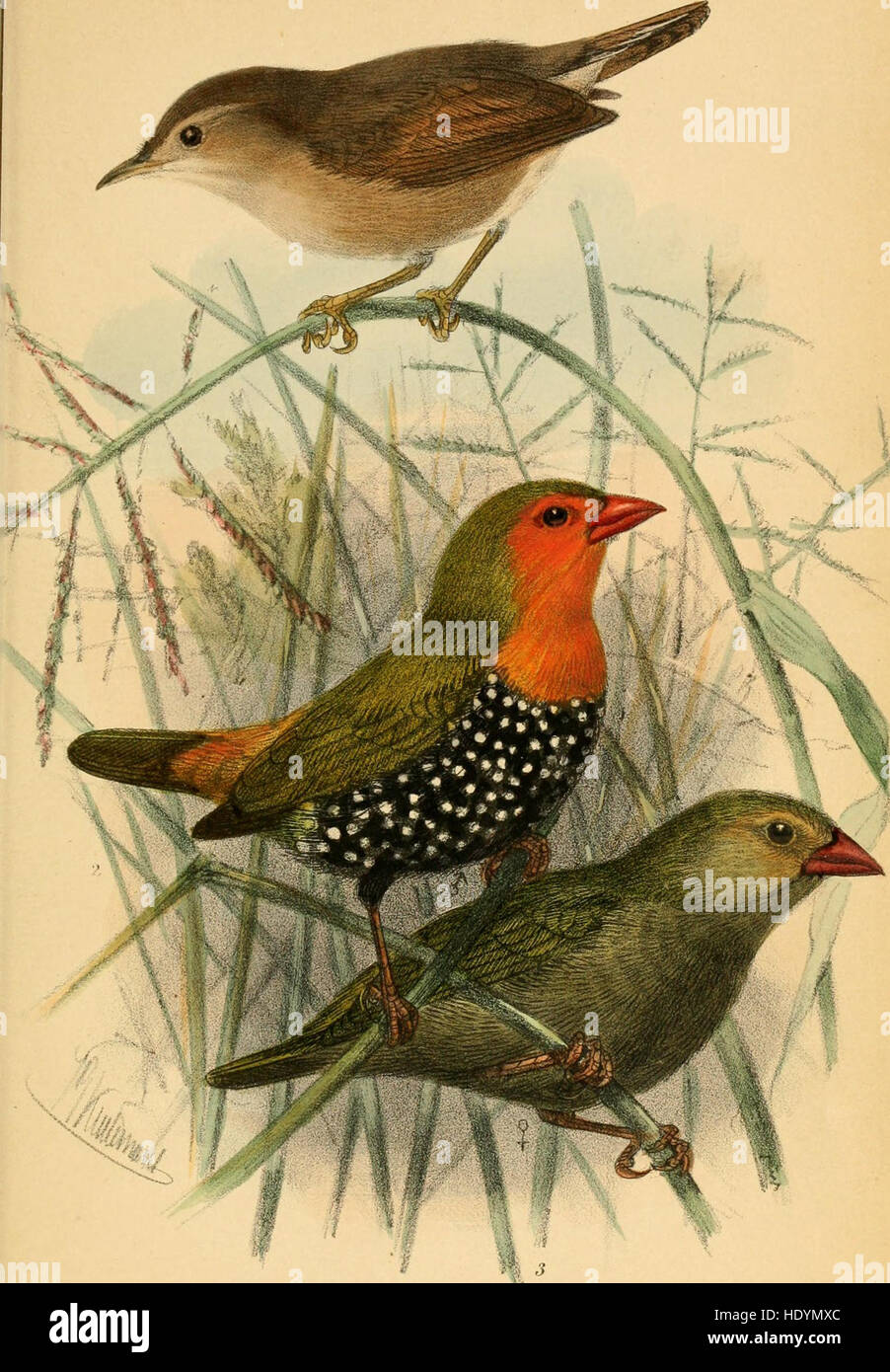 *The Ibis* (1870) is a scientific journal focused on ornithology ...