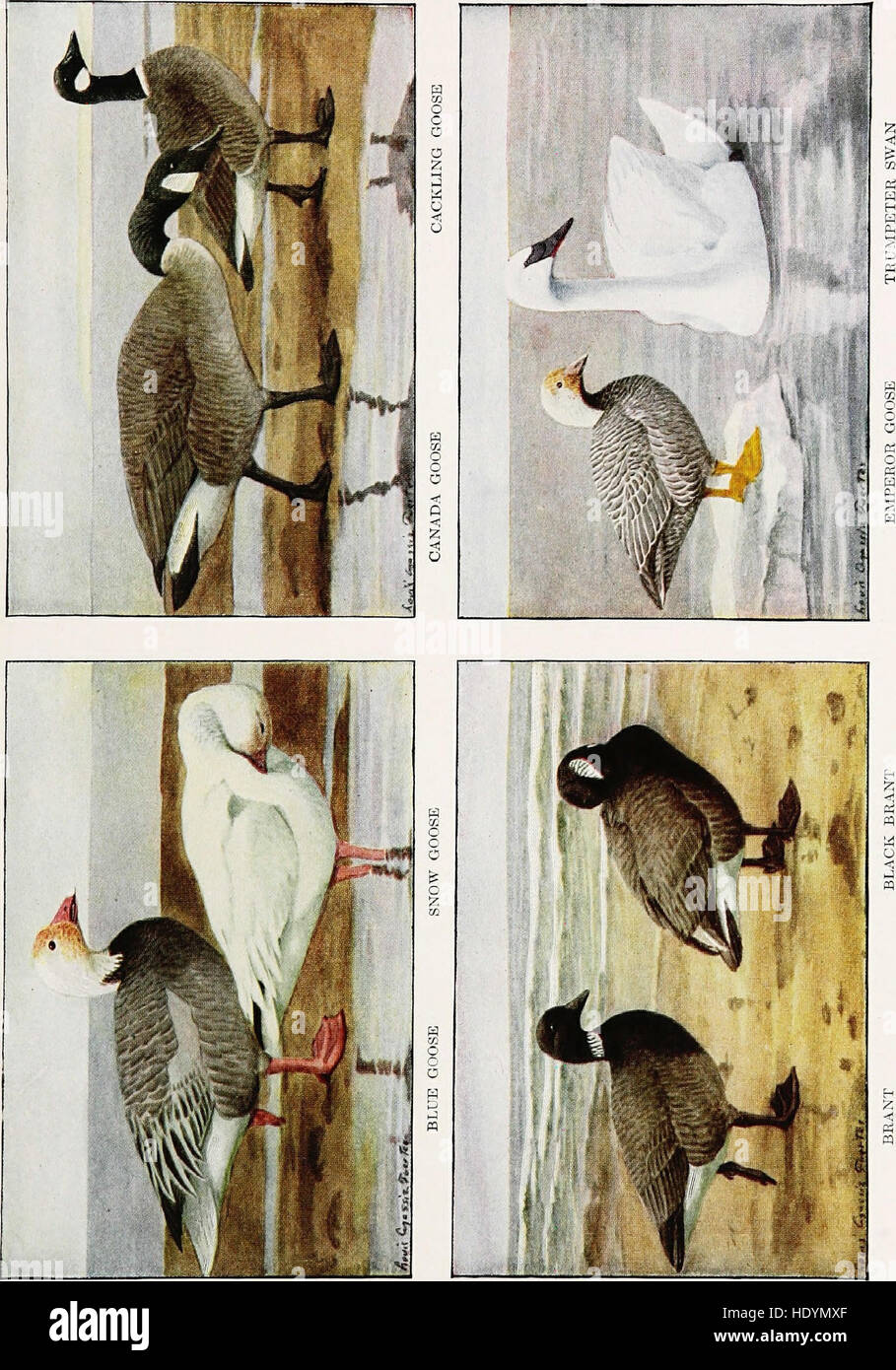A guide to the various species of game birds native to the United ...