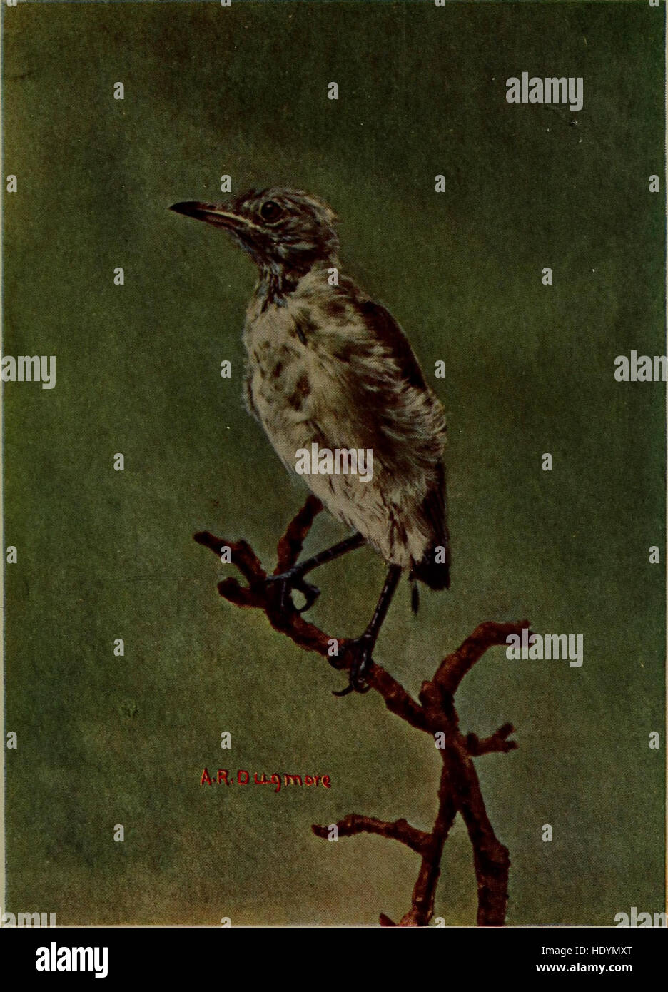 'Bob; The Story of Our Mocking-Bird' (1899) is a narrative about a pet ...