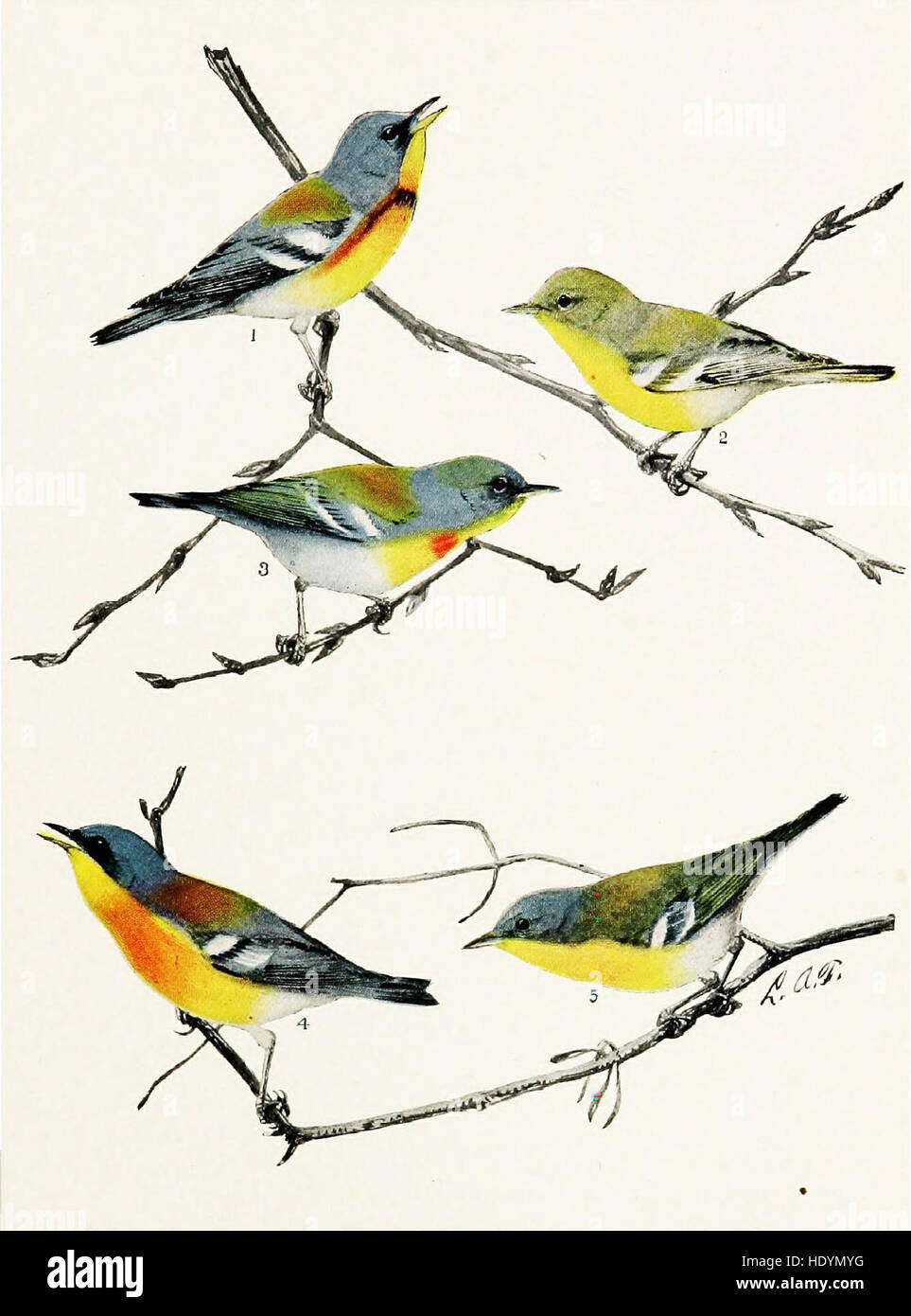 This 1917 book provides a comprehensive guide to the warbler species of ...