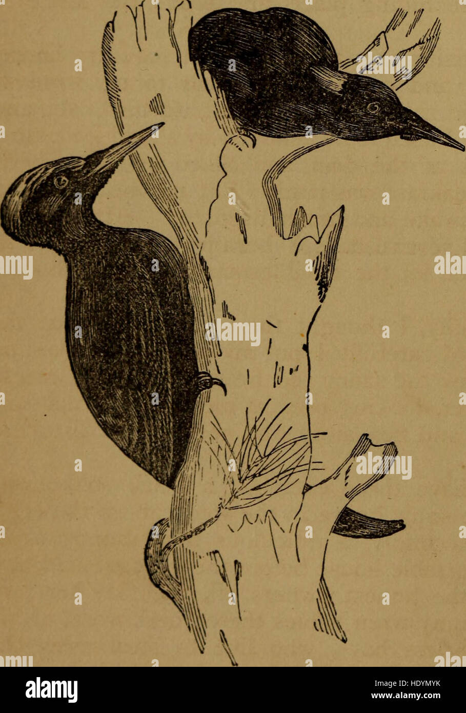 This 1875 work introduces young readers to various animals, focusing on ...