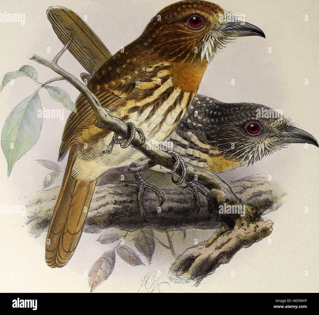 'A Monograph of the Jacamars and Puff-Birds' (1882) focuses on the bird ...