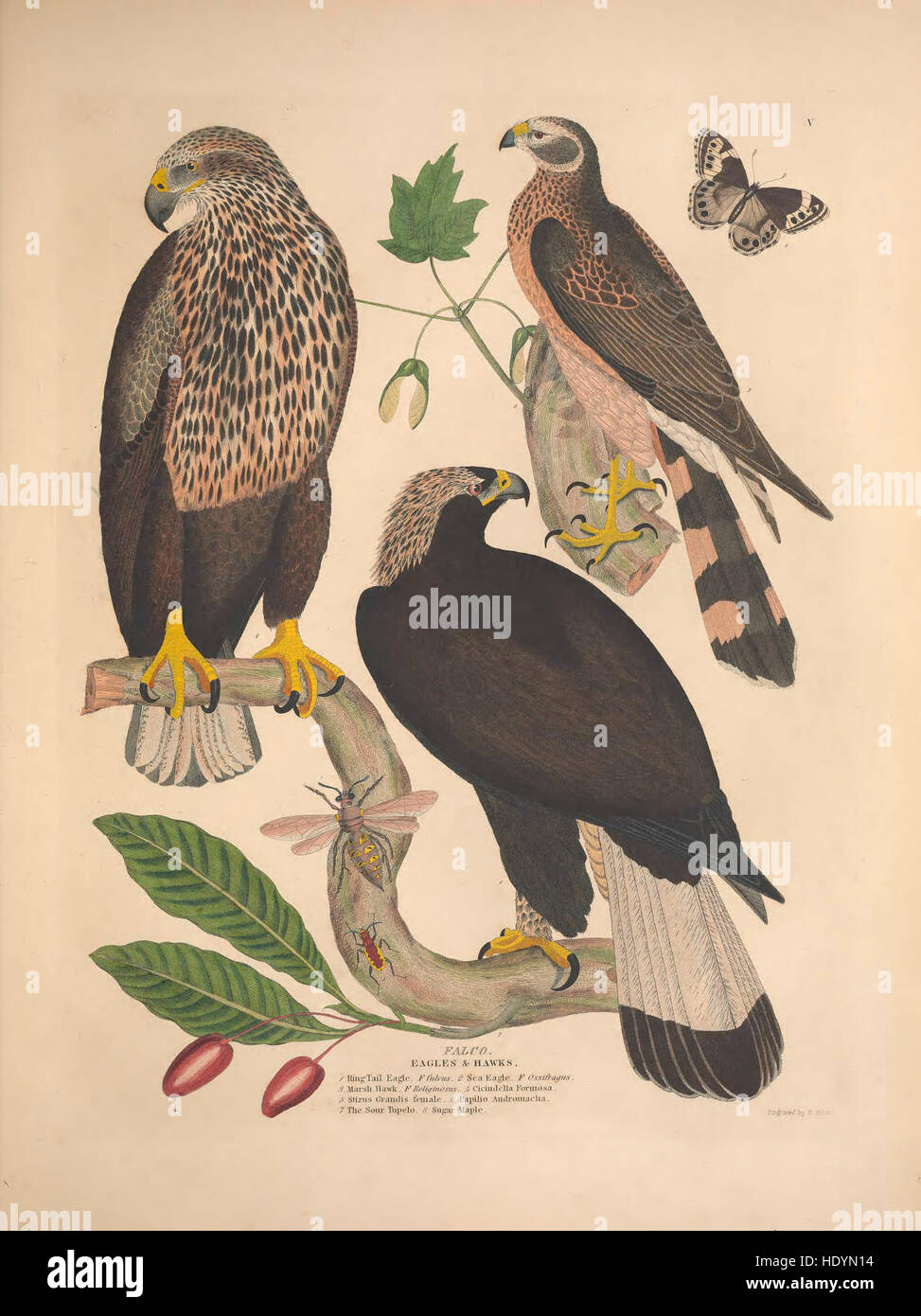 This work showcases the ornithological illustrations of Alexander ...