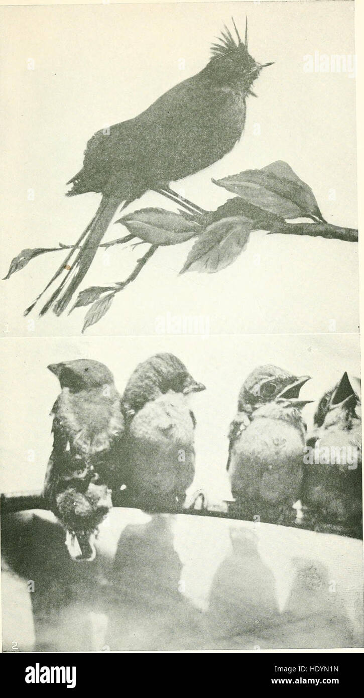 *Western Birds* (1922) presents a comprehensive guide to the bird ...