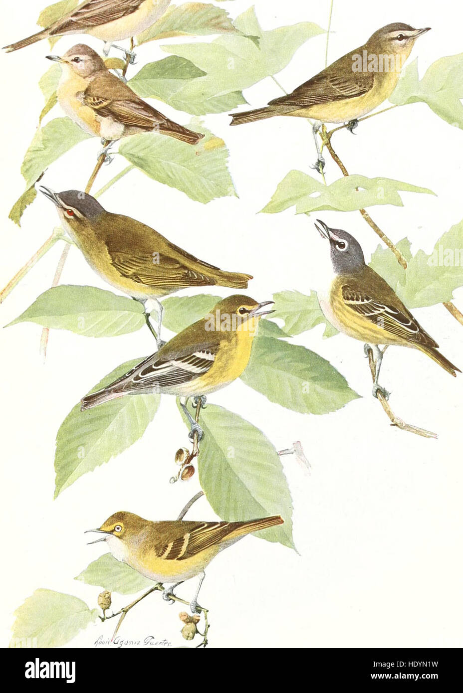 'Birds of America' (1923) offers an extensive study of North American ...