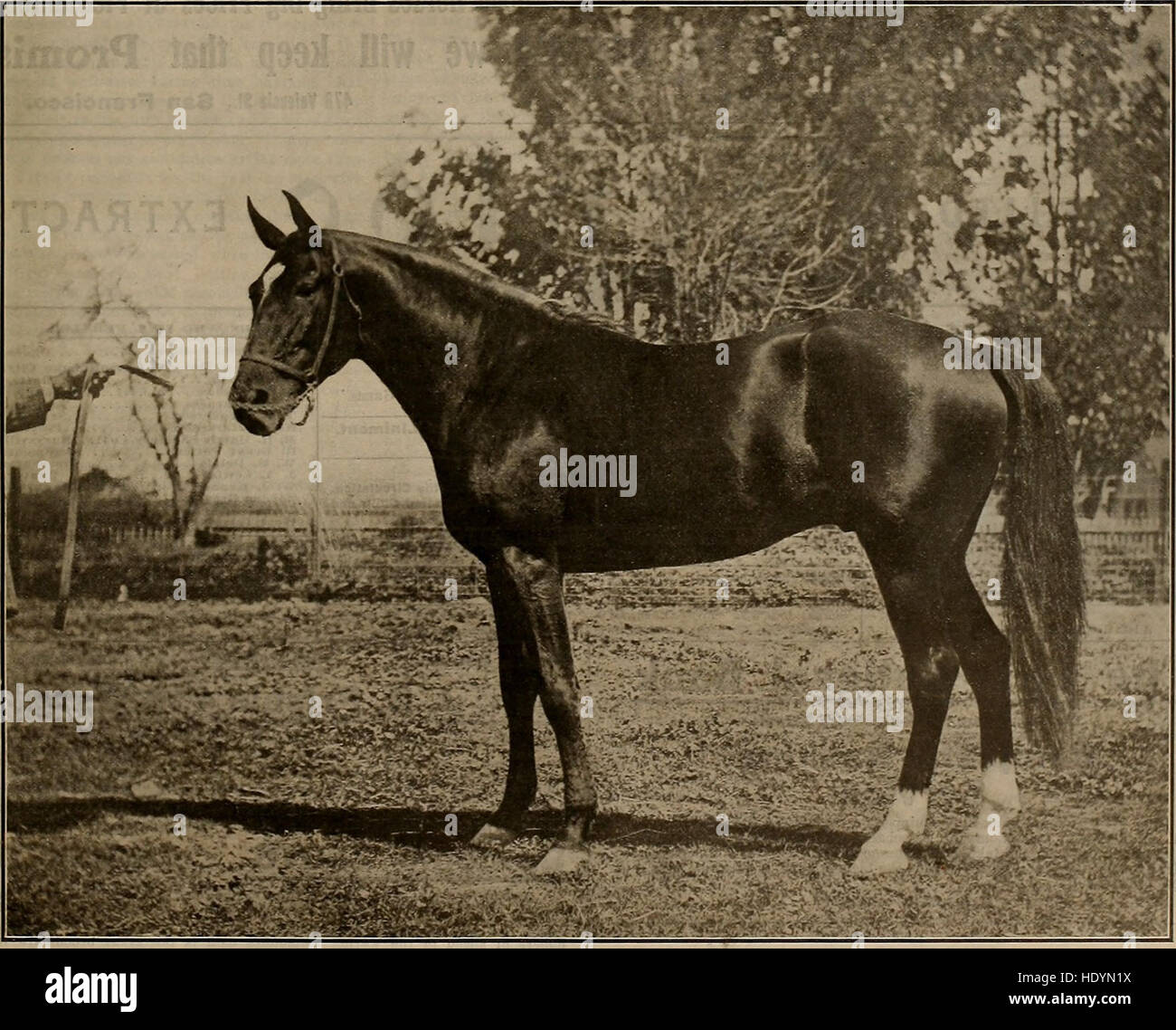 This 1910 publication is focused on breeding and sportsmanship in ...