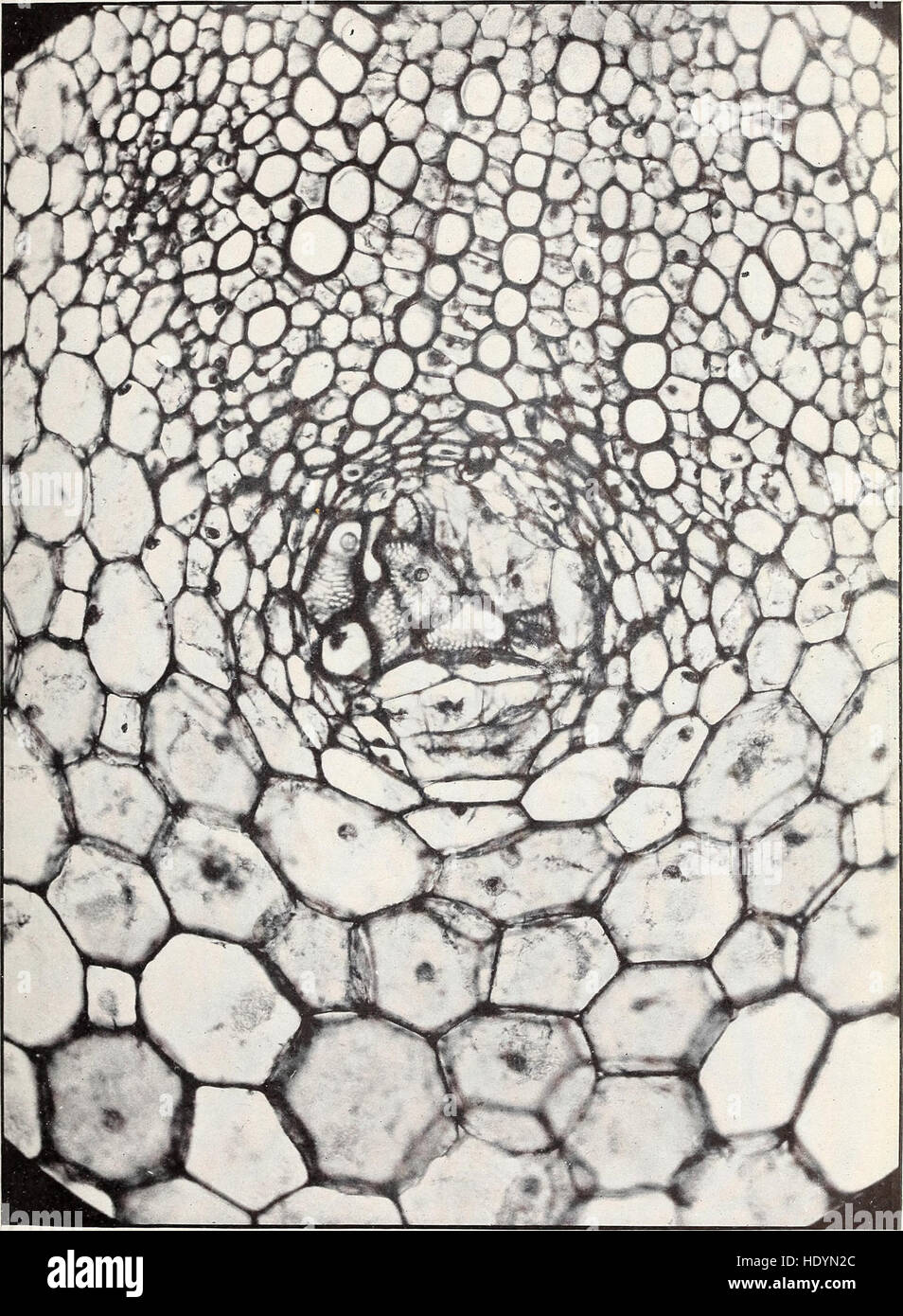 This study (1912) focuses on crown gall, a plant disease caused by a ...