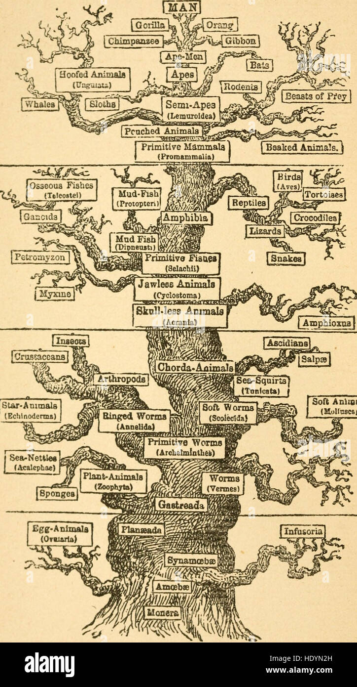 An examination of the relationship between the theory of evolution and ...