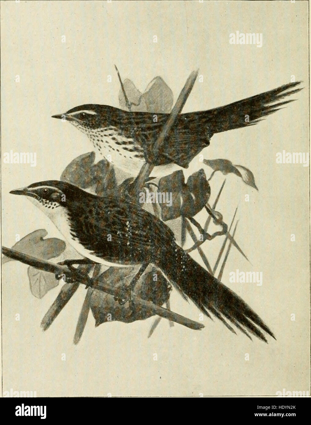 This 1909 work provides a detailed study of New Zealand’s air-breathing ...