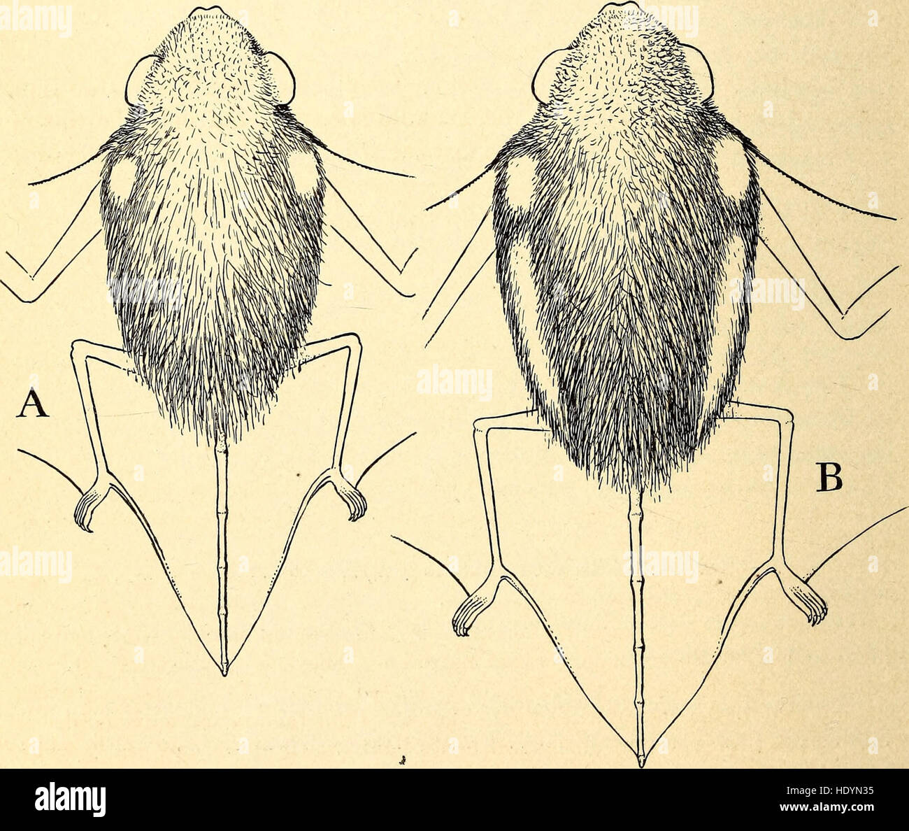 This 1917 work details the collection of bat species gathered during ...