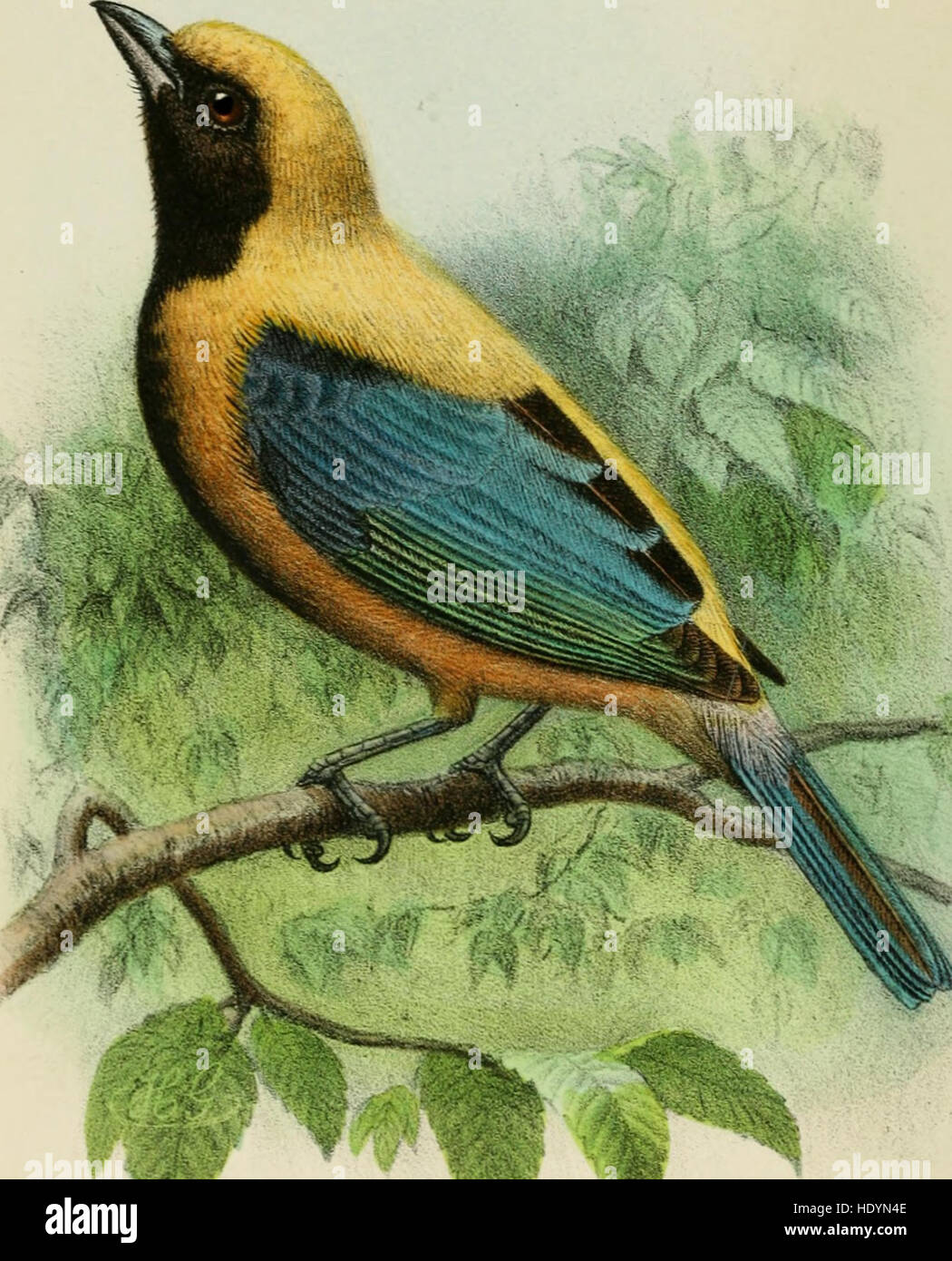 Bird notes (1903 Stock Photo - Alamy