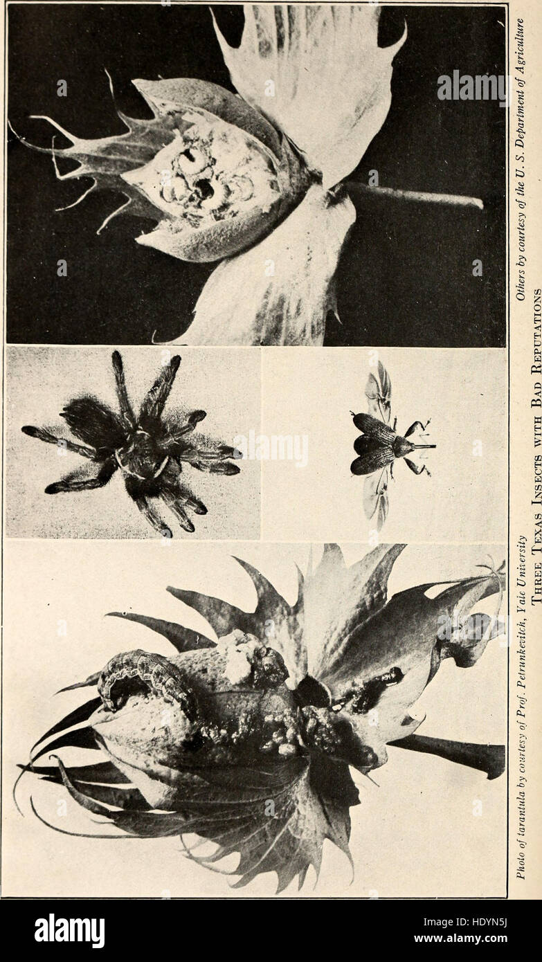 The 'Book of Texas' (1916) offers a detailed history of the state of ...
