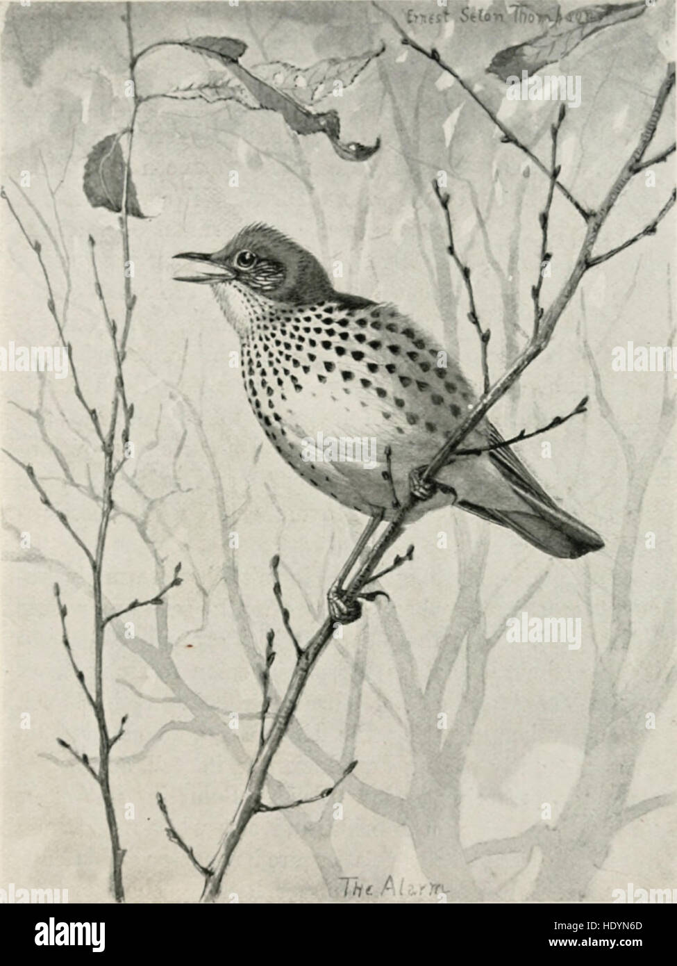A 1899 guide to studying common birds, featuring identification, habits ...