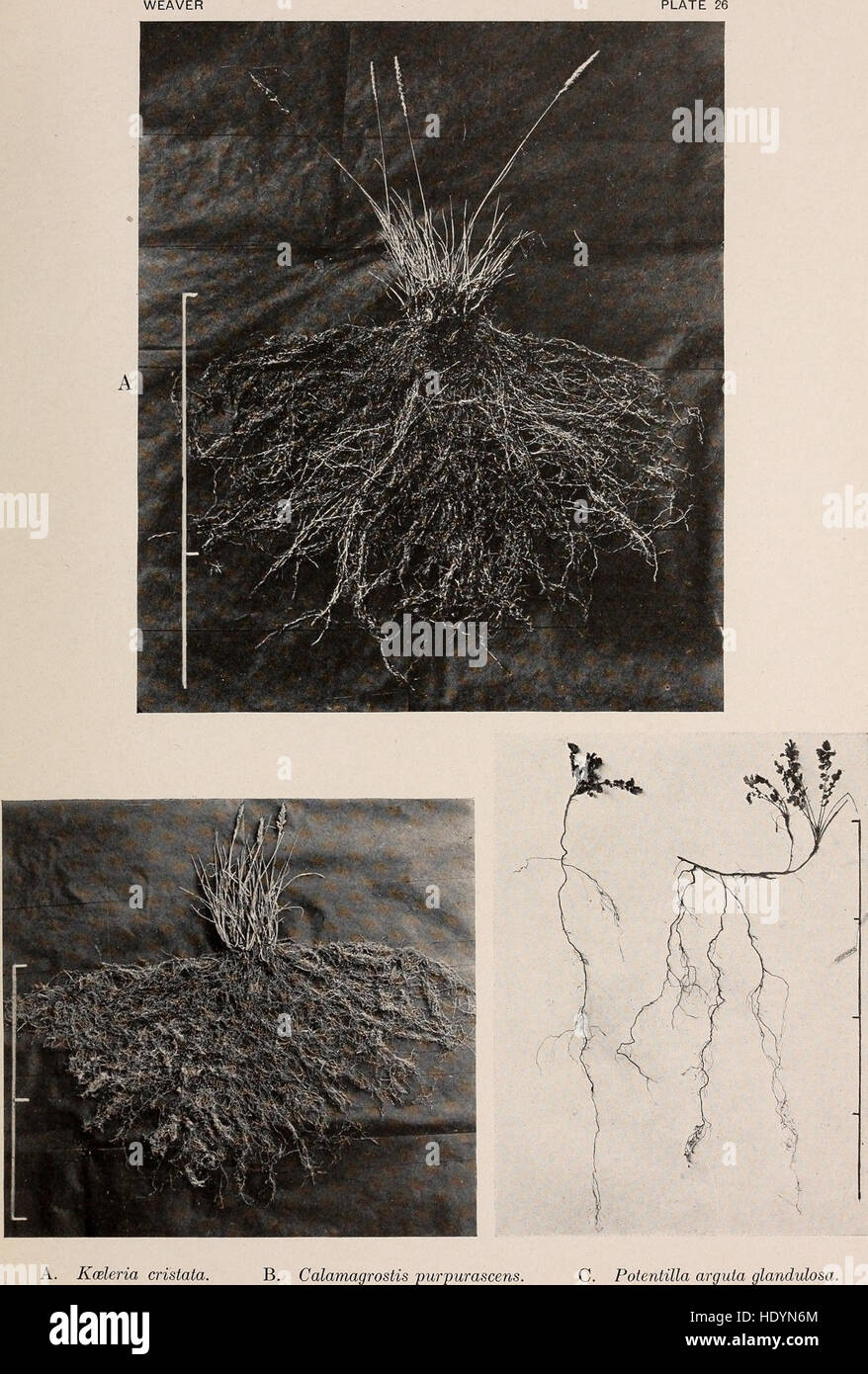 Soil functions hi-res stock photography and images - Alamy