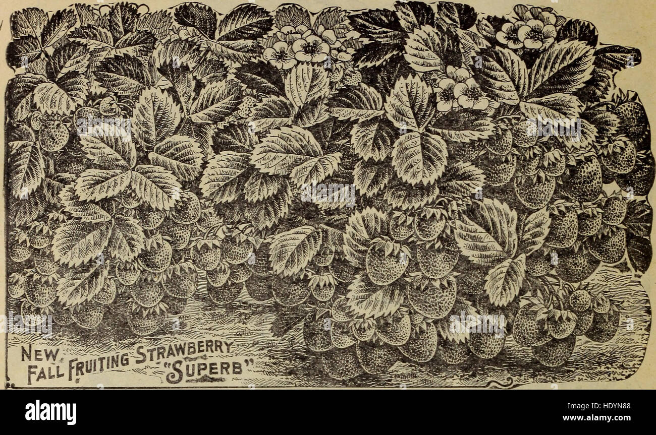 'Childs' Fall Bulbs, Plants, Seeds, Shrubs, and Fruit' (1913) is a ...