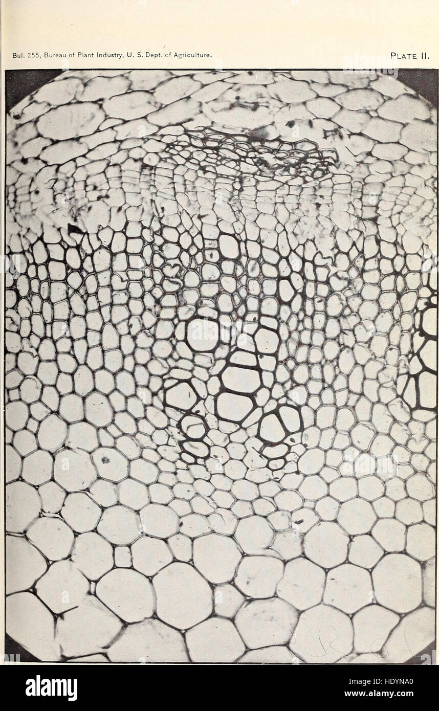 *The Structure and Development of Crown Gall* (1912) explores the ...