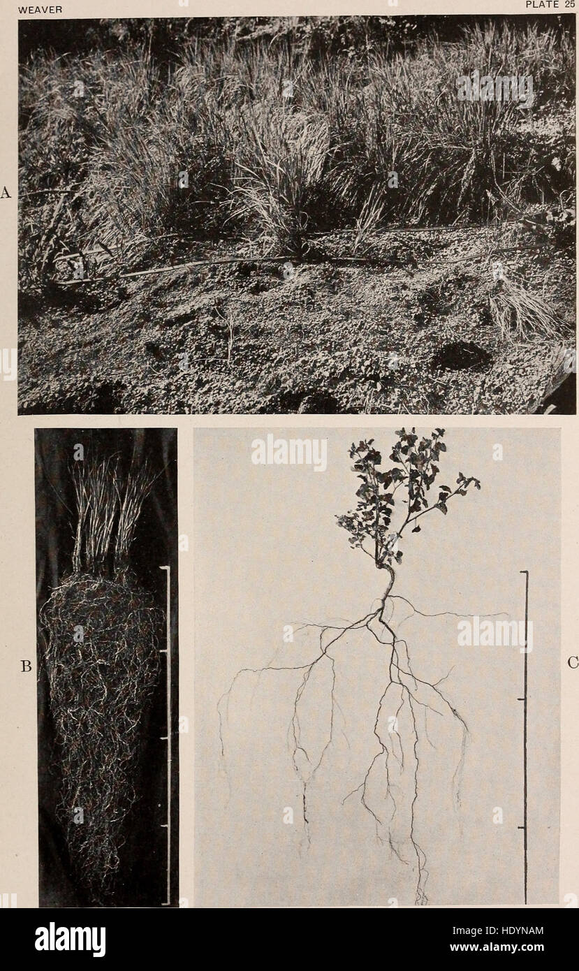 This 1919 study explores the ecological importance of plant roots. It ...