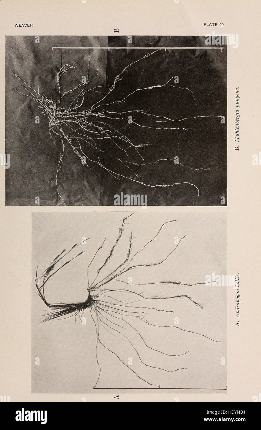 This 1919 study examines the role of plant roots in ecosystem dynamics ...
