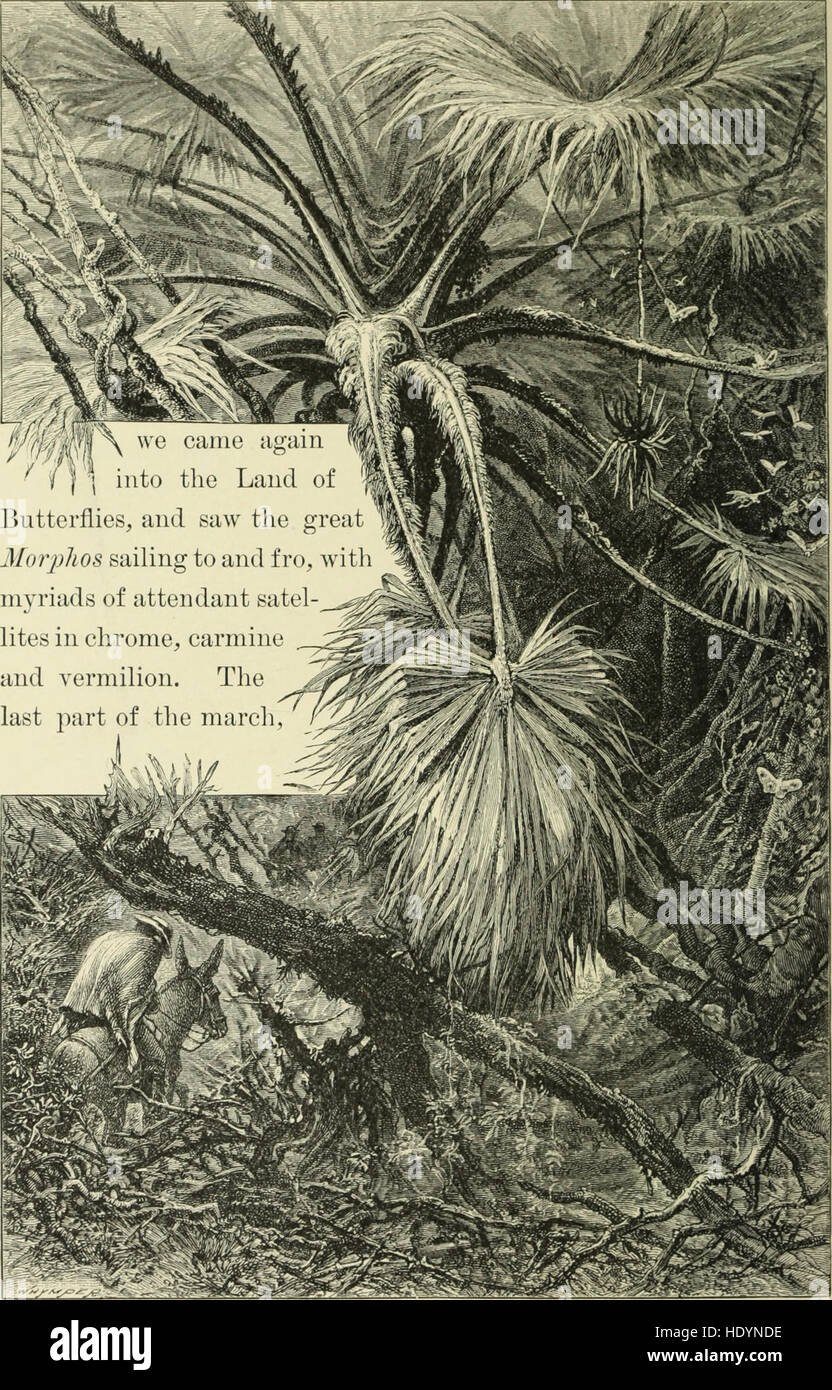 A 1894 account of travels through the Andes of the Equator, describing ...