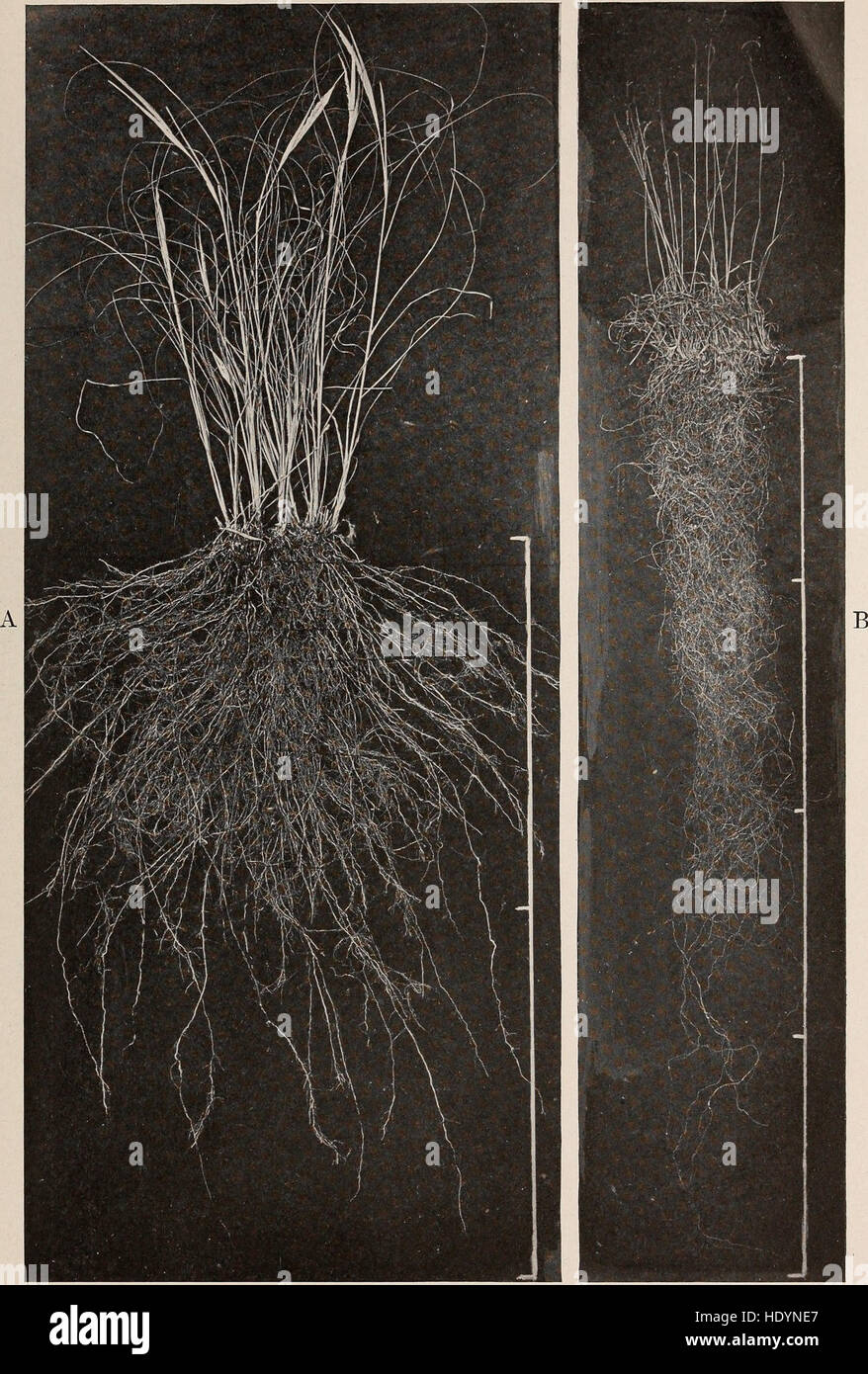 *The Ecological Relations of Roots* (1919) explores the role of plant ...