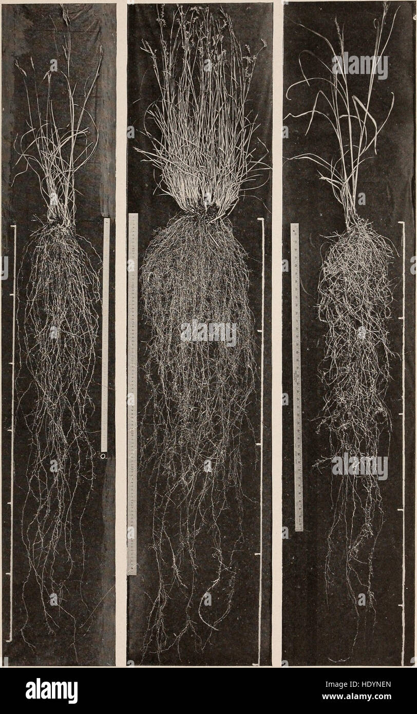 This 1919 study explores the ecological functions and interactions of ...