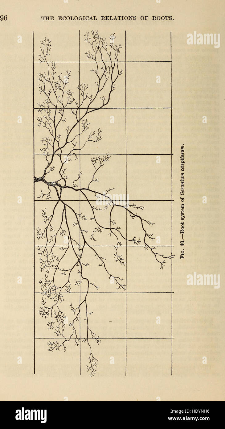 Ecological relations roots 1919 hi-res stock photography and images - Alamy