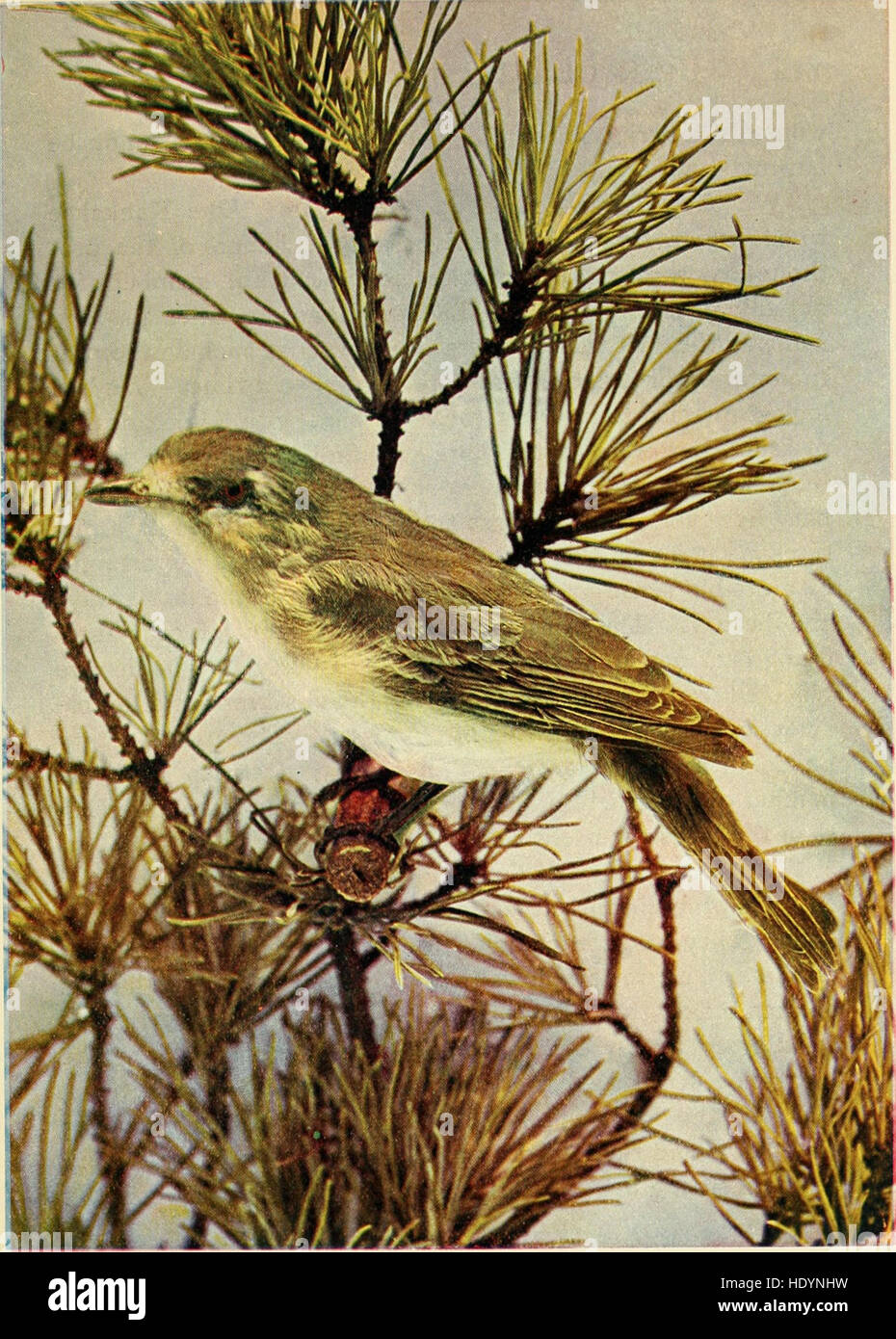 *Birds of Lakeside and Prairie* (1901) provides an overview of bird ...