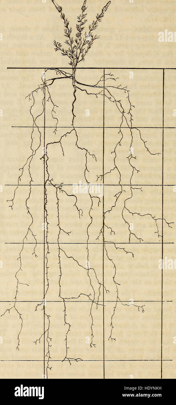 The Ecological Relations of Roots (1919) examines the role of plant ...