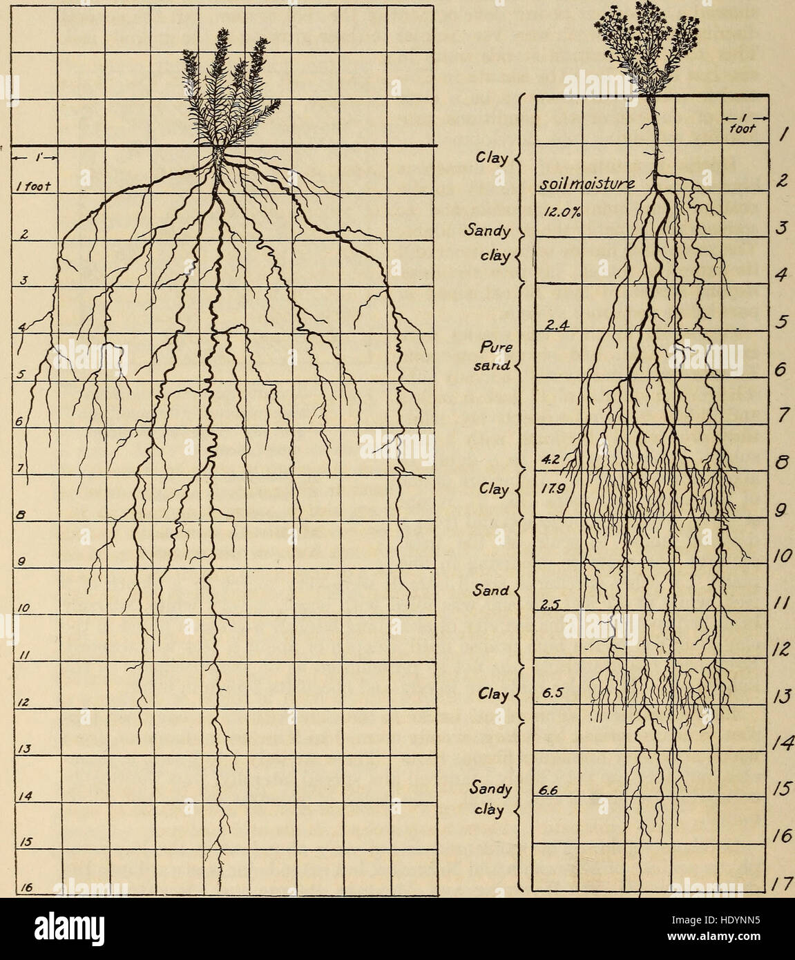This 1919 study examines the role of roots in plant ecology, focusing ...