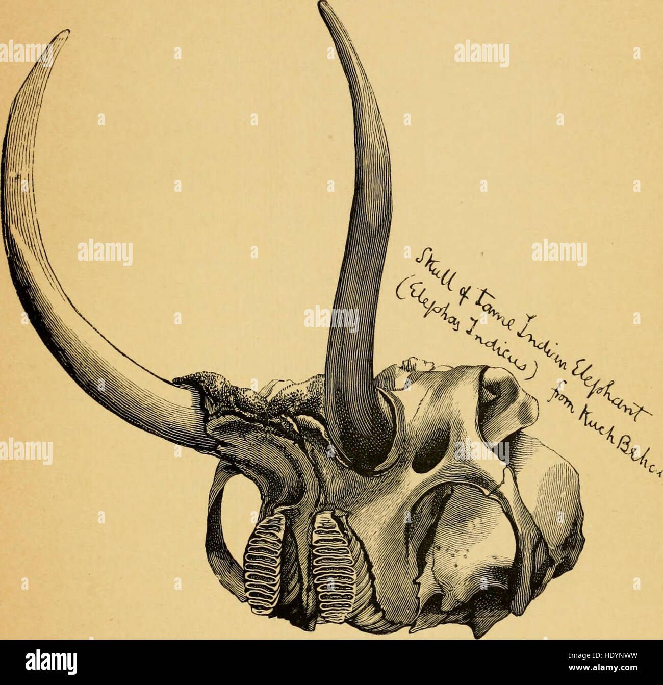 Horn weights hi-res stock photography and images - Alamy
