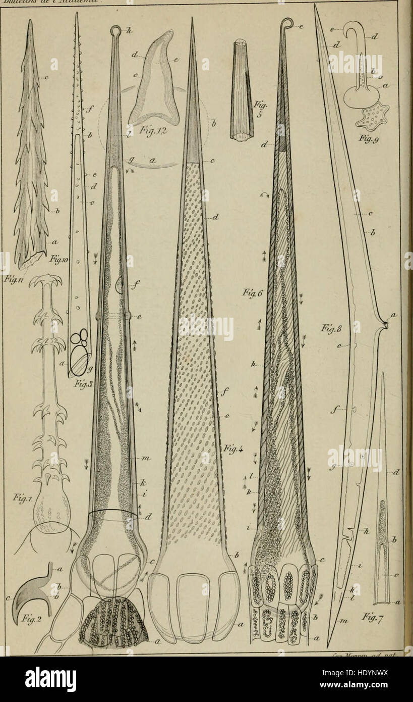 This 1839 bulletin from the Royal Academy of Sciences, Letters, and ...