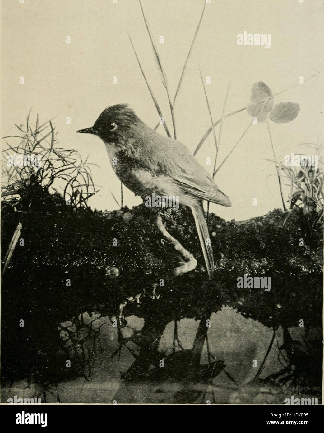 Published in 1894, 'The Birds' Calendar' offers a detailed record of ...