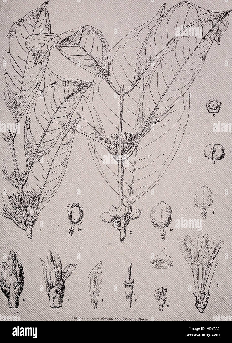 A 1925 monograph on the economic species of the Coffea genus, focusing ...