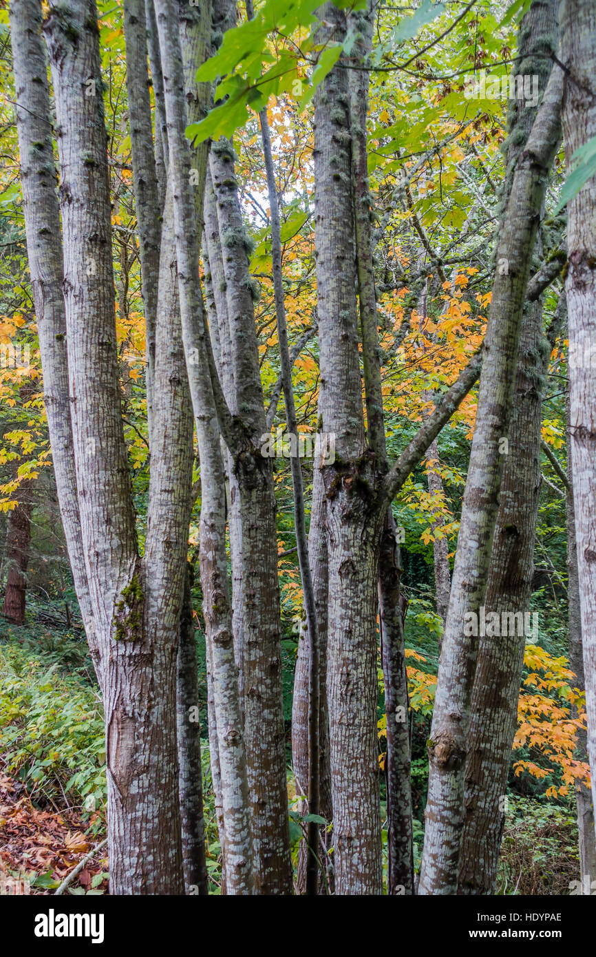 Closeup trees hi-res stock photography and images - Alamy
