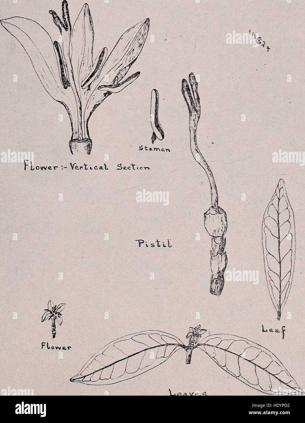 This monograph from 1925 details the economic species of the Coffea ...