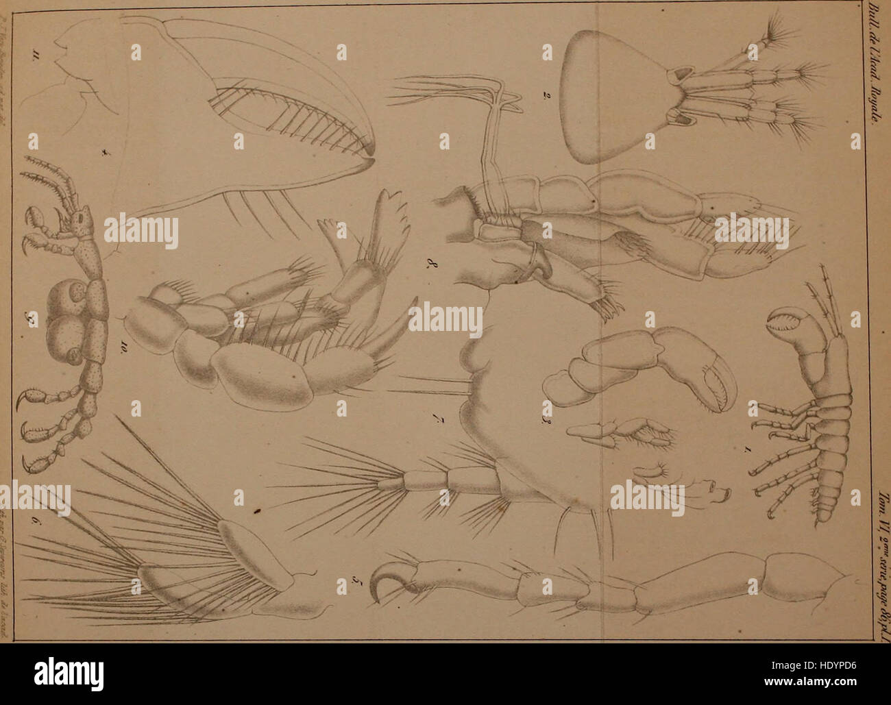 A 1859 bulletin from the Royal Academy of Sciences, Letters, and Fine ...