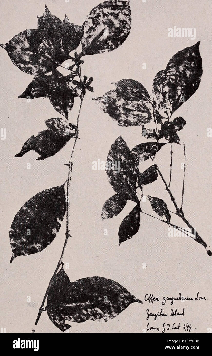This monograph (1925) examines the economic species of the Coffea genus ...