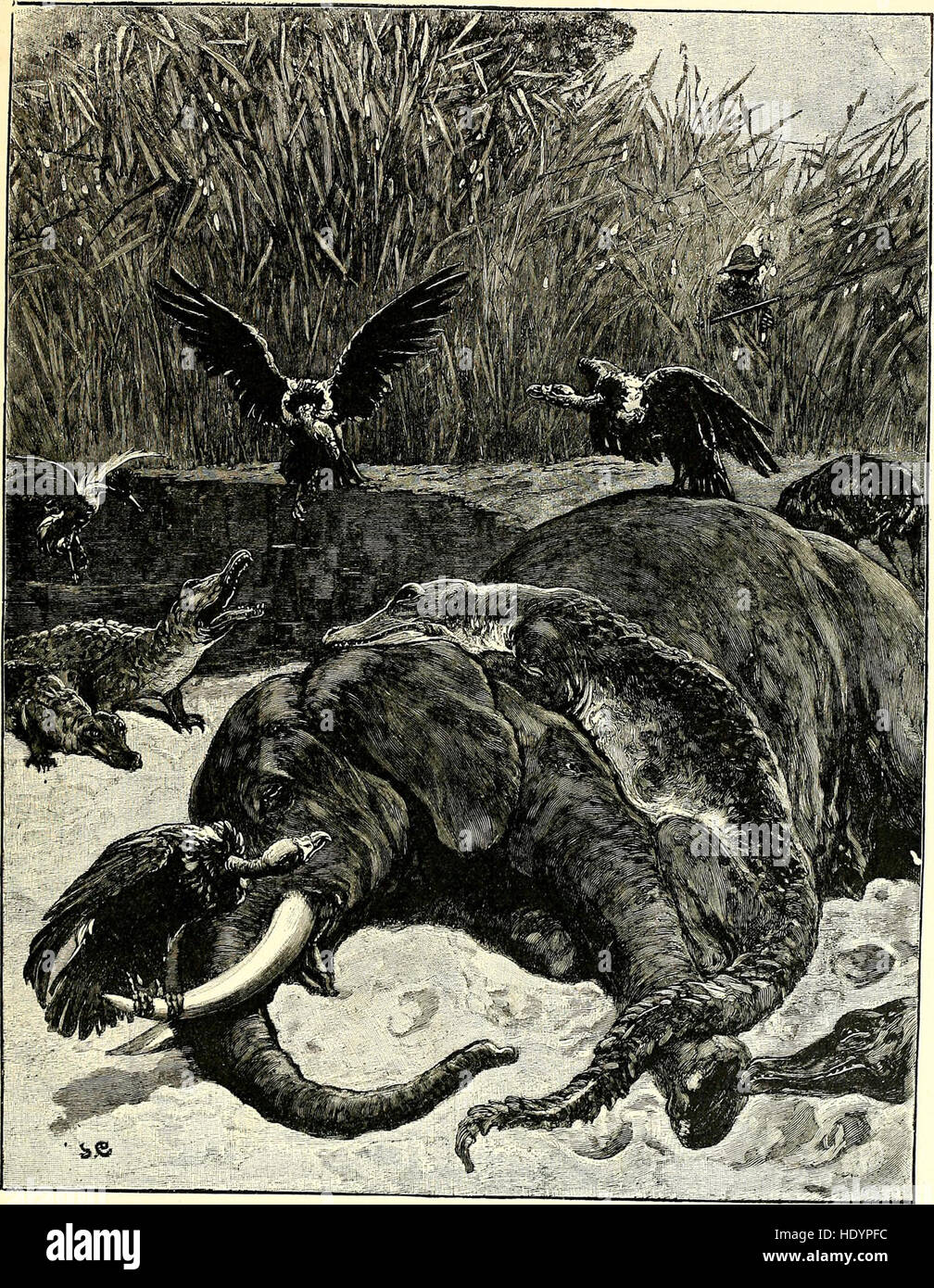 'All About Animals' (1900) is a compilation of facts, stories, and ...