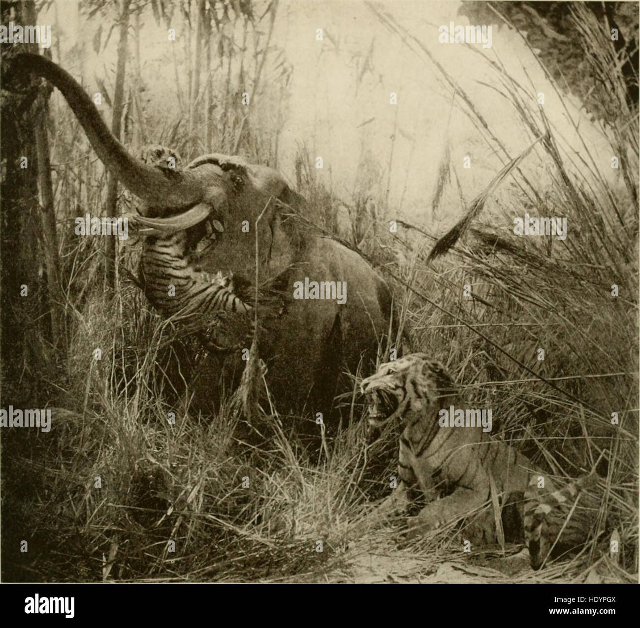 'The Sportsman's British Bird Book' (1908) is a comprehensive guide to ...