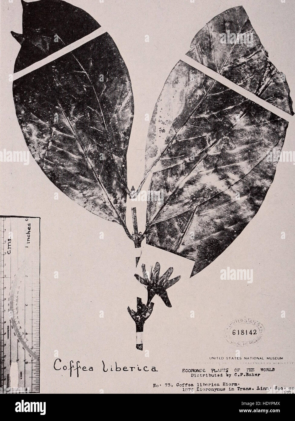 A 1925 monograph focused on the economic species of the Coffea genus ...