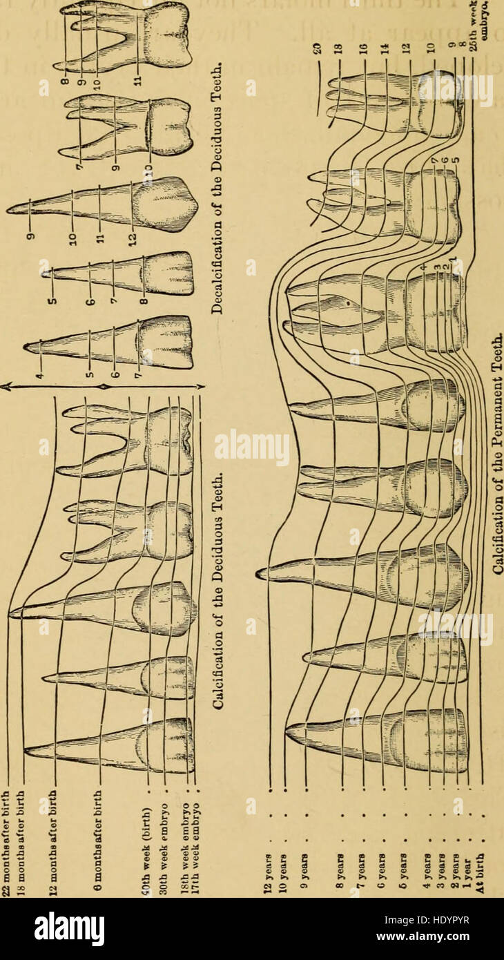 *Mouth Hygiene and Mouth Sepsis* (1912) provides insights into the ...
