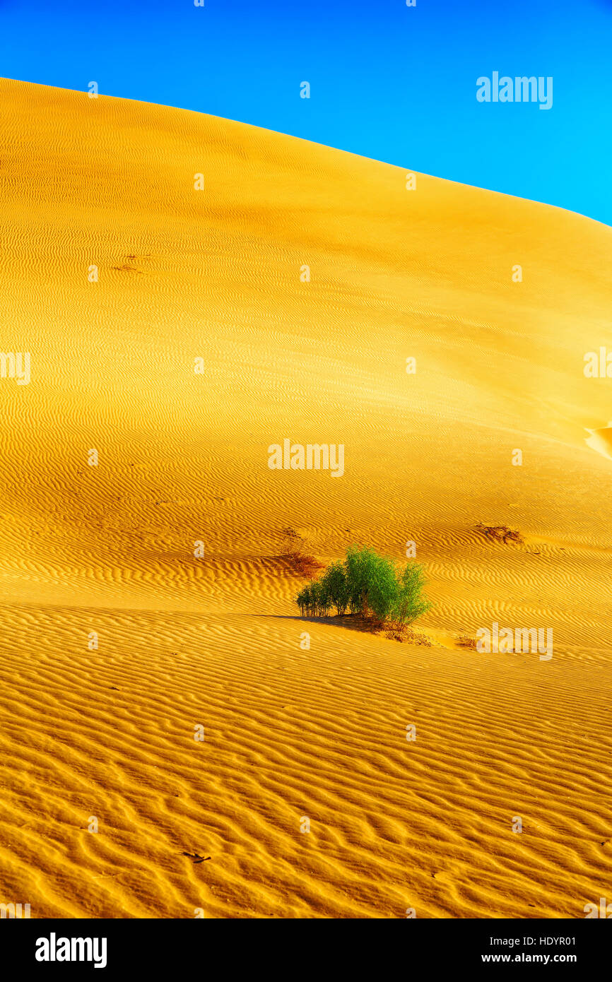 the empty quarter and outdoor sand dune in oman old desert rub al khali ...