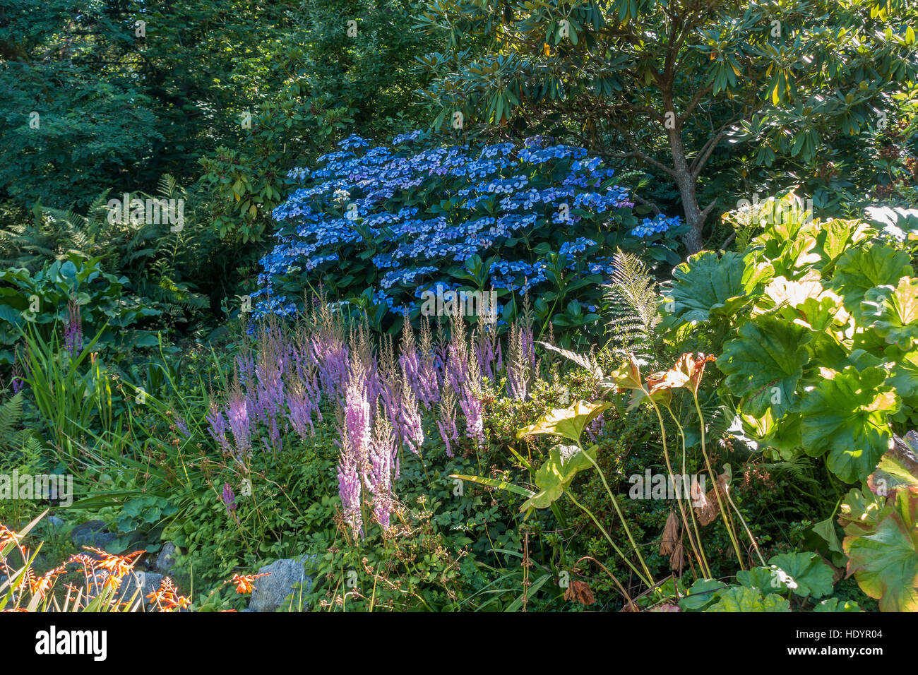 A view of a bush with vibrant blue flowers with other flowers in the ...