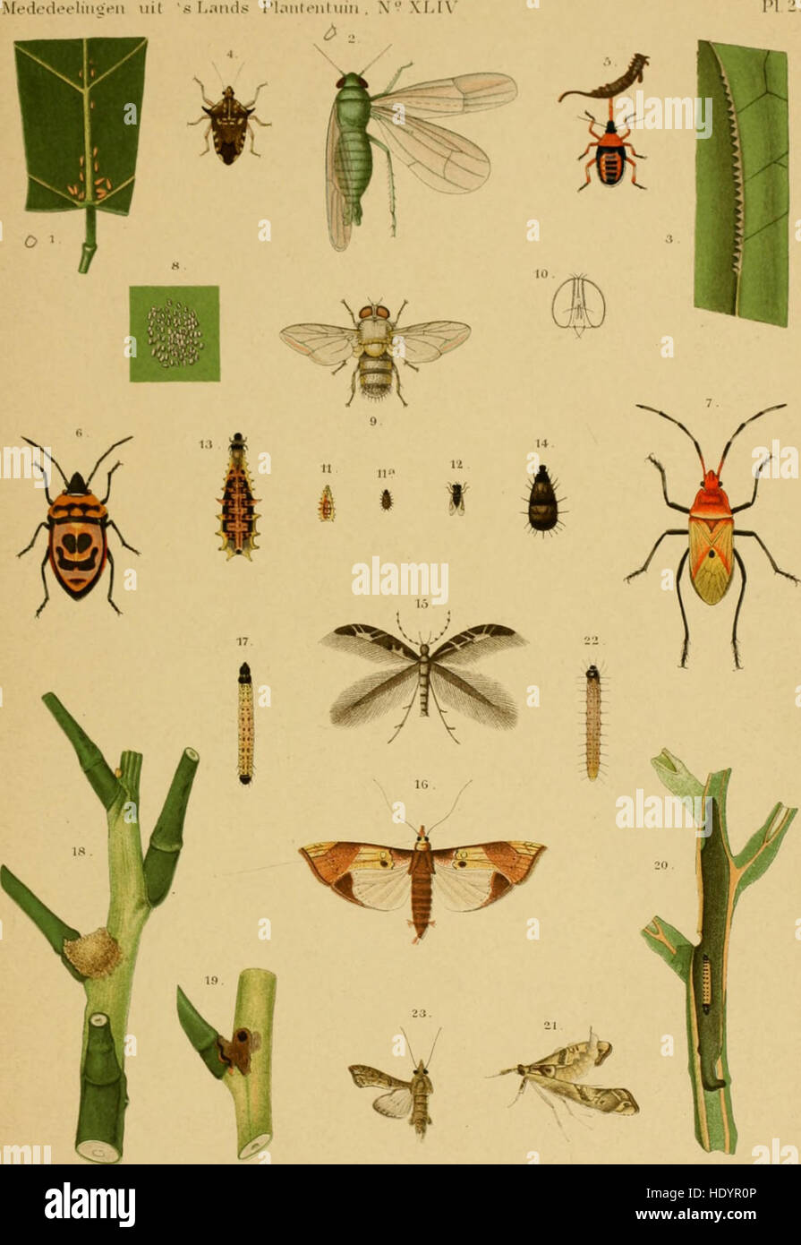 Translated: 'The Animal Enemies of Coffee Cultivation in Java (1897 ...