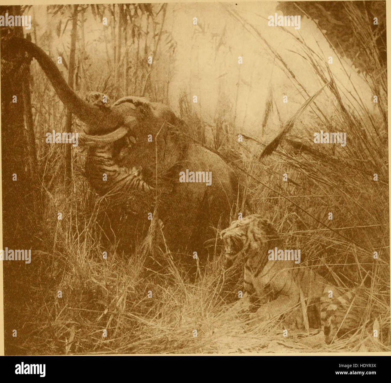 This 1910 work provides detailed records of big game animals, focusing ...