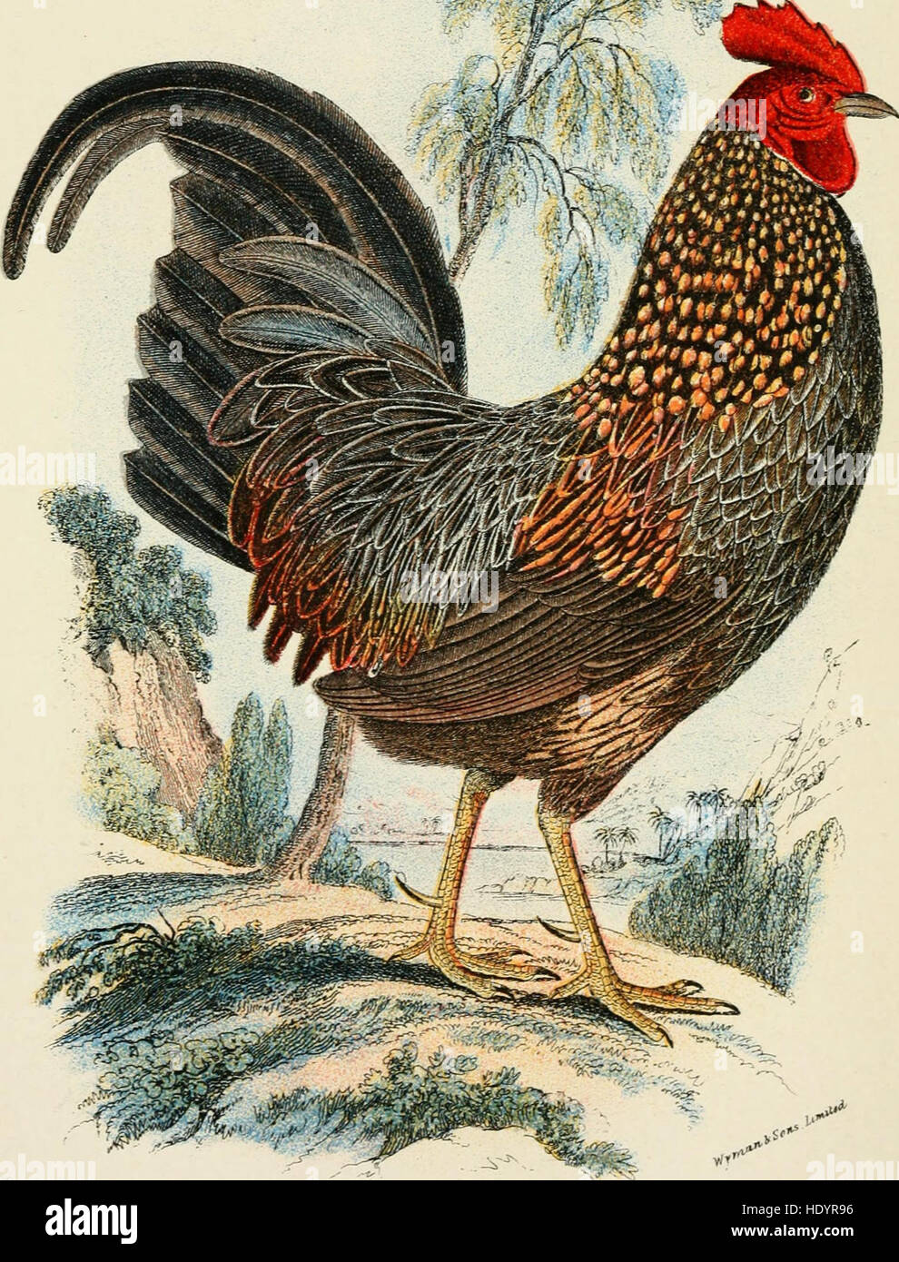 This 1896 handbook provides comprehensive details about game birds ...